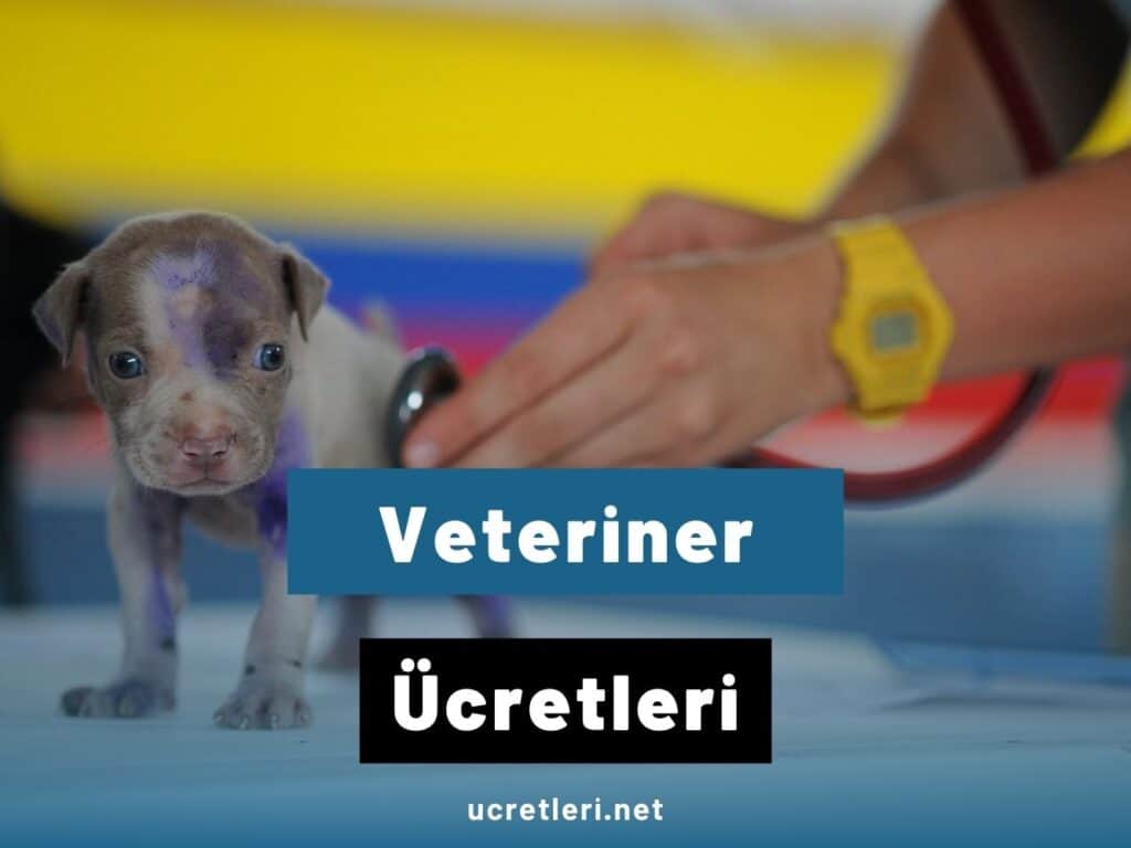 2024 Veteriner Ücretleri - ucretleri.net 2024 Veteriner Ücretleri - ucretleri.net